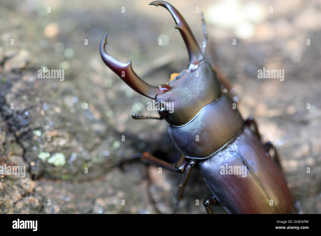 Rectus hi-res stock photography and images - Alamy