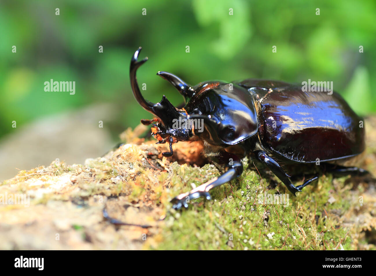 Mars elephant beetle (Megasoma mars) in Ecuador Stock Photo - Alamy