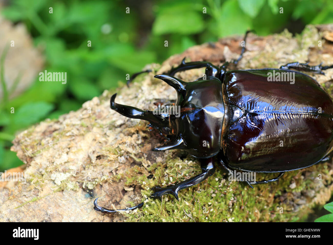Elephant stag beetle hi-res stock photography and images - Alamy