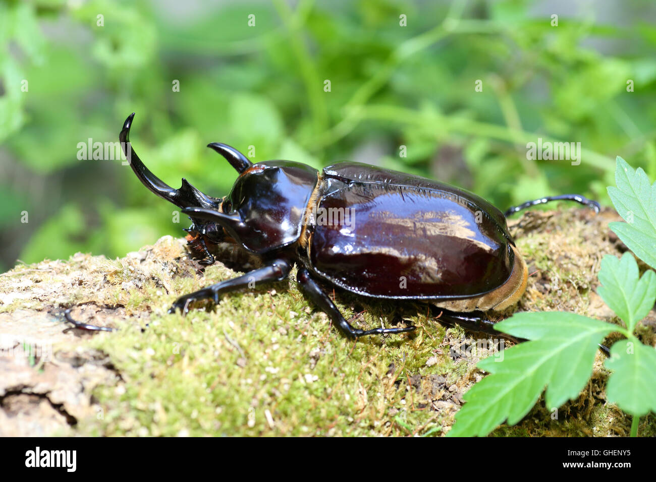 Mars elephant beetle (Megasoma mars) in Ecuador Stock Photo - Alamy
