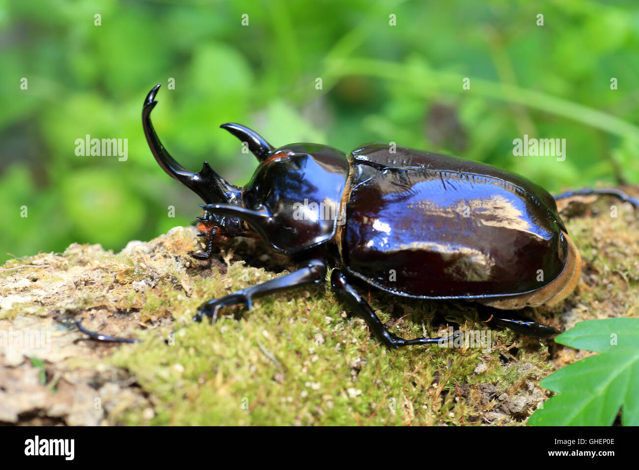 Mars elephant beetle (Megasoma mars) in Ecuador Stock Photo - Alamy