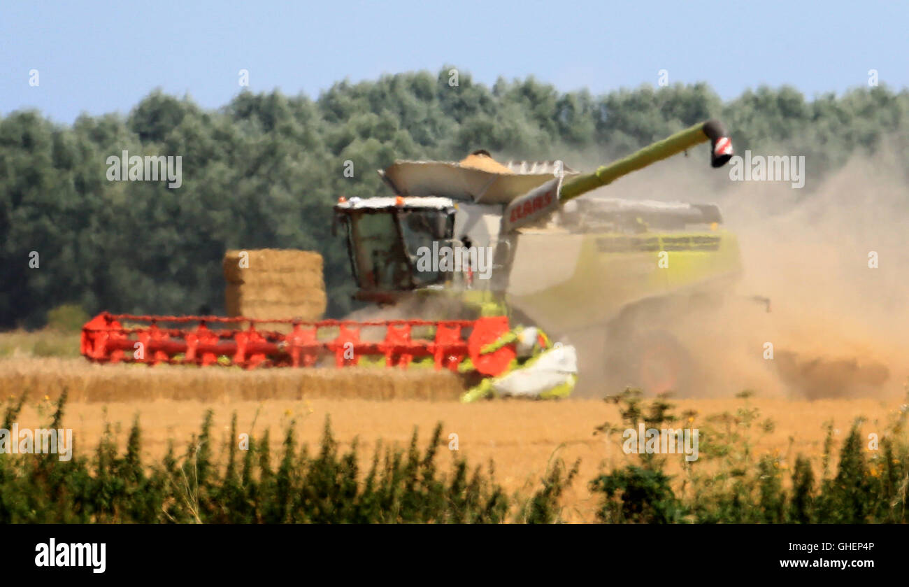 A combine harvester viewed through heat haze harvests a corn crop in a ...
