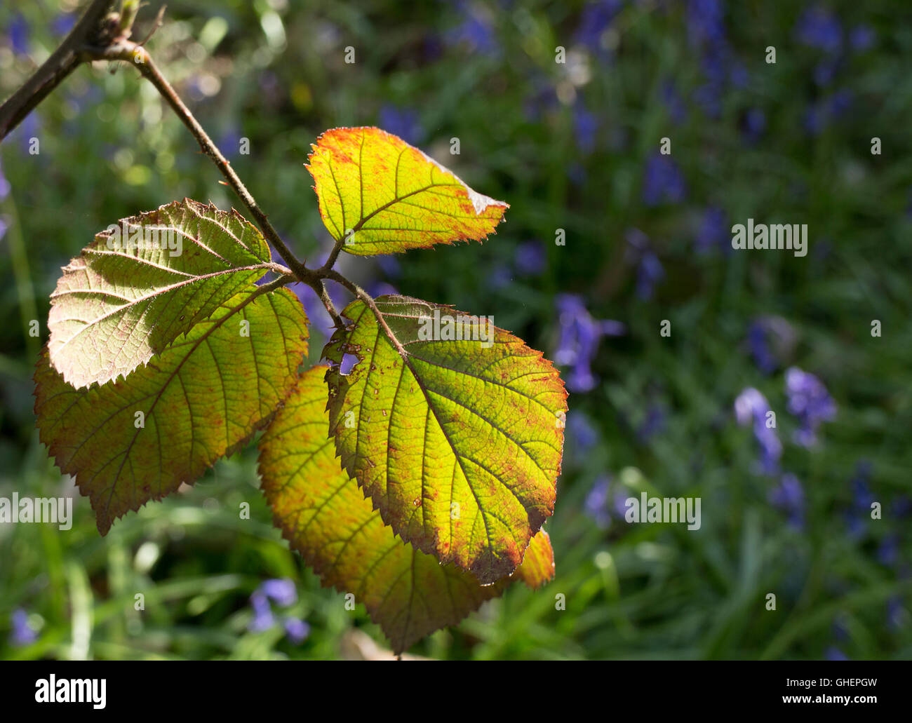 Back lit bluebells hi-res stock photography and images - Alamy