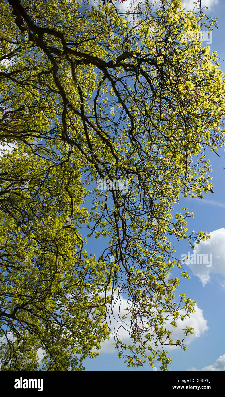 Canopy trees against sky hi-res stock photography and images - Alamy