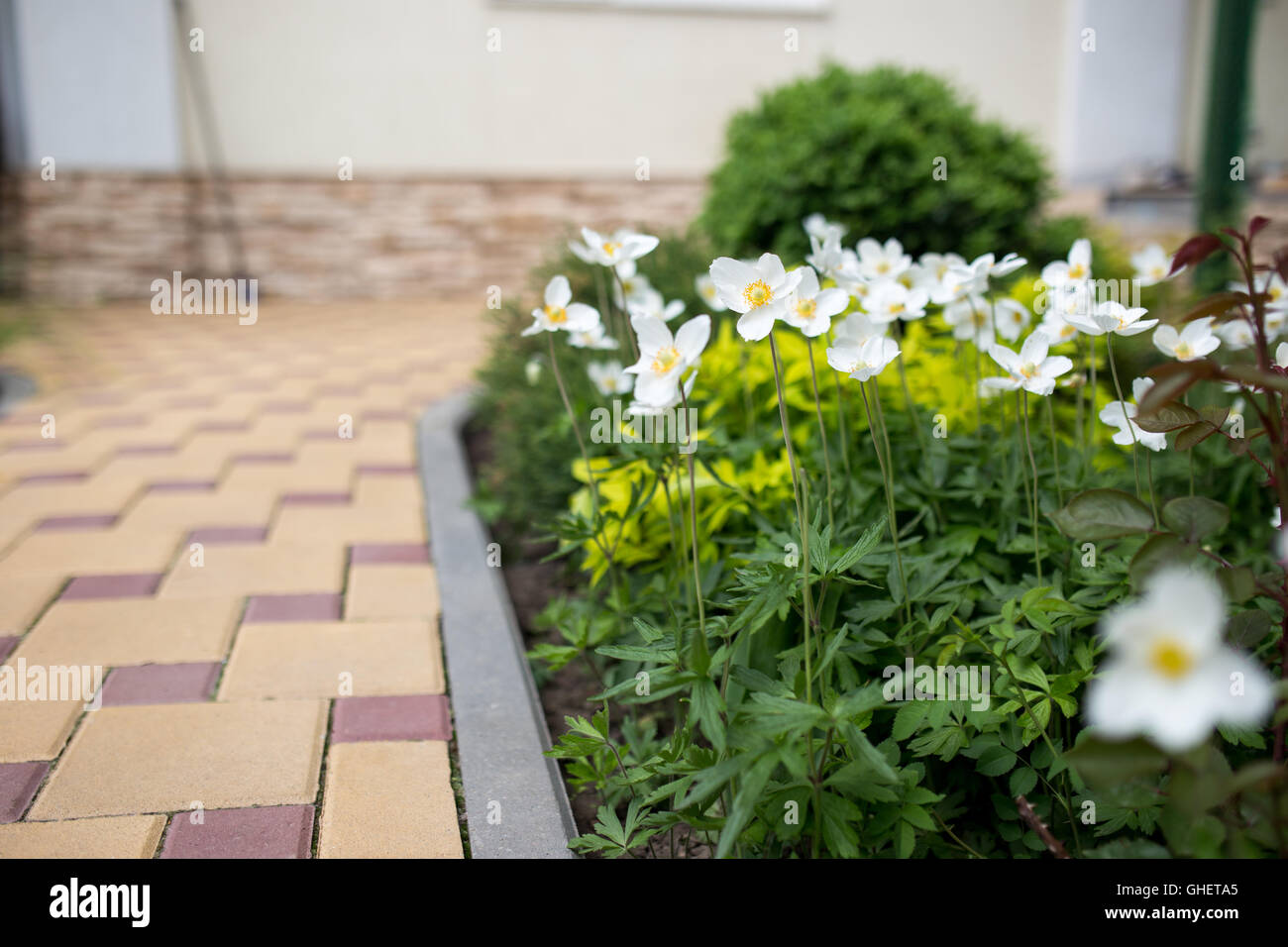 White flowers of the snowdrop anemone sylvestris in home garden, close ...