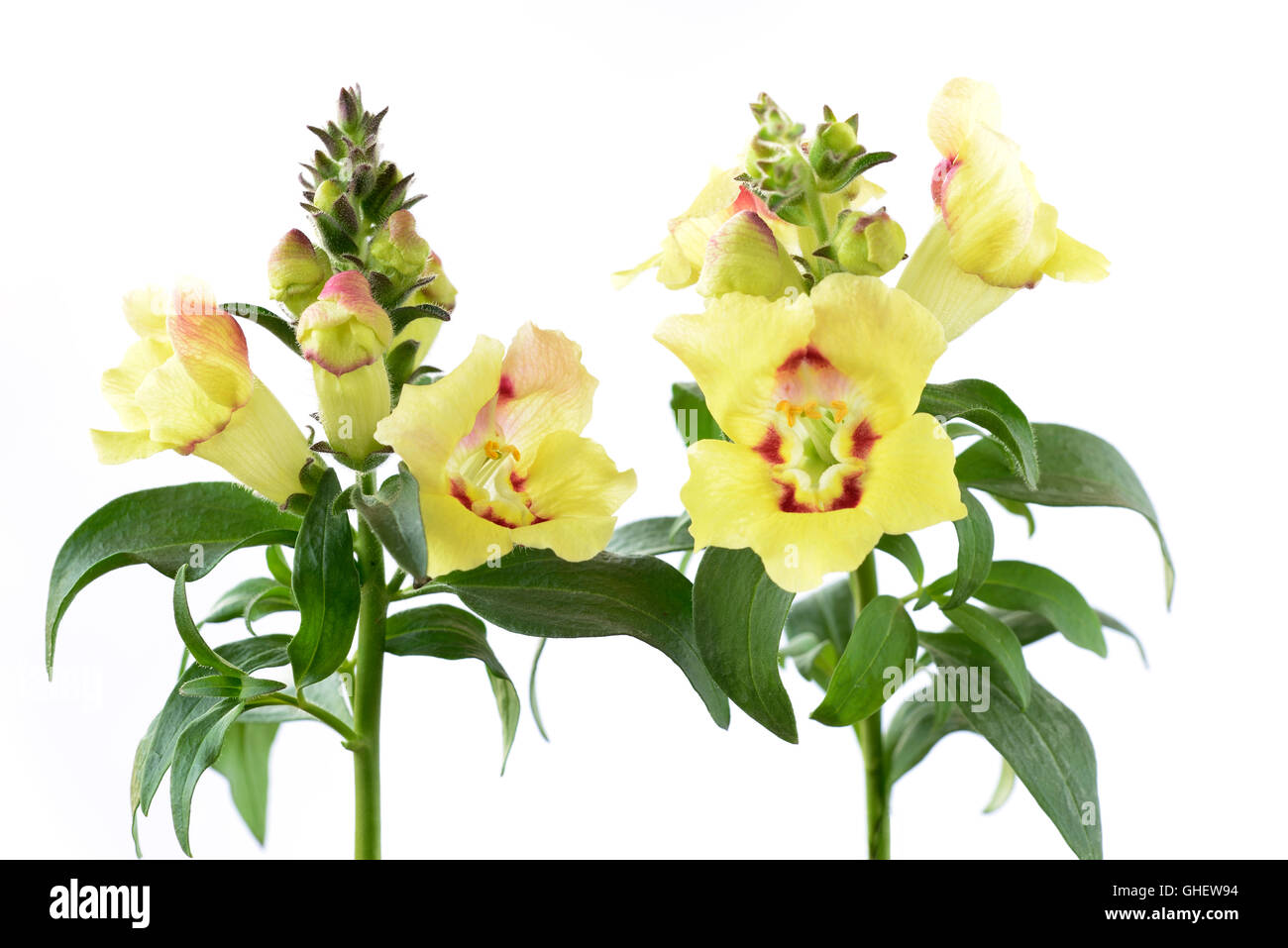 Antirrhinum 'Antirinca Yellow Maroon' Snapdragon Open flowered form of ...