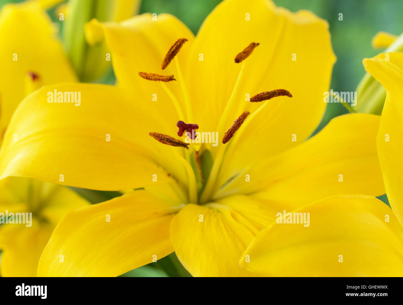 Lilium 'Butter Pixie' Dwarf Asiatic lily June Stock Photo - Alamy