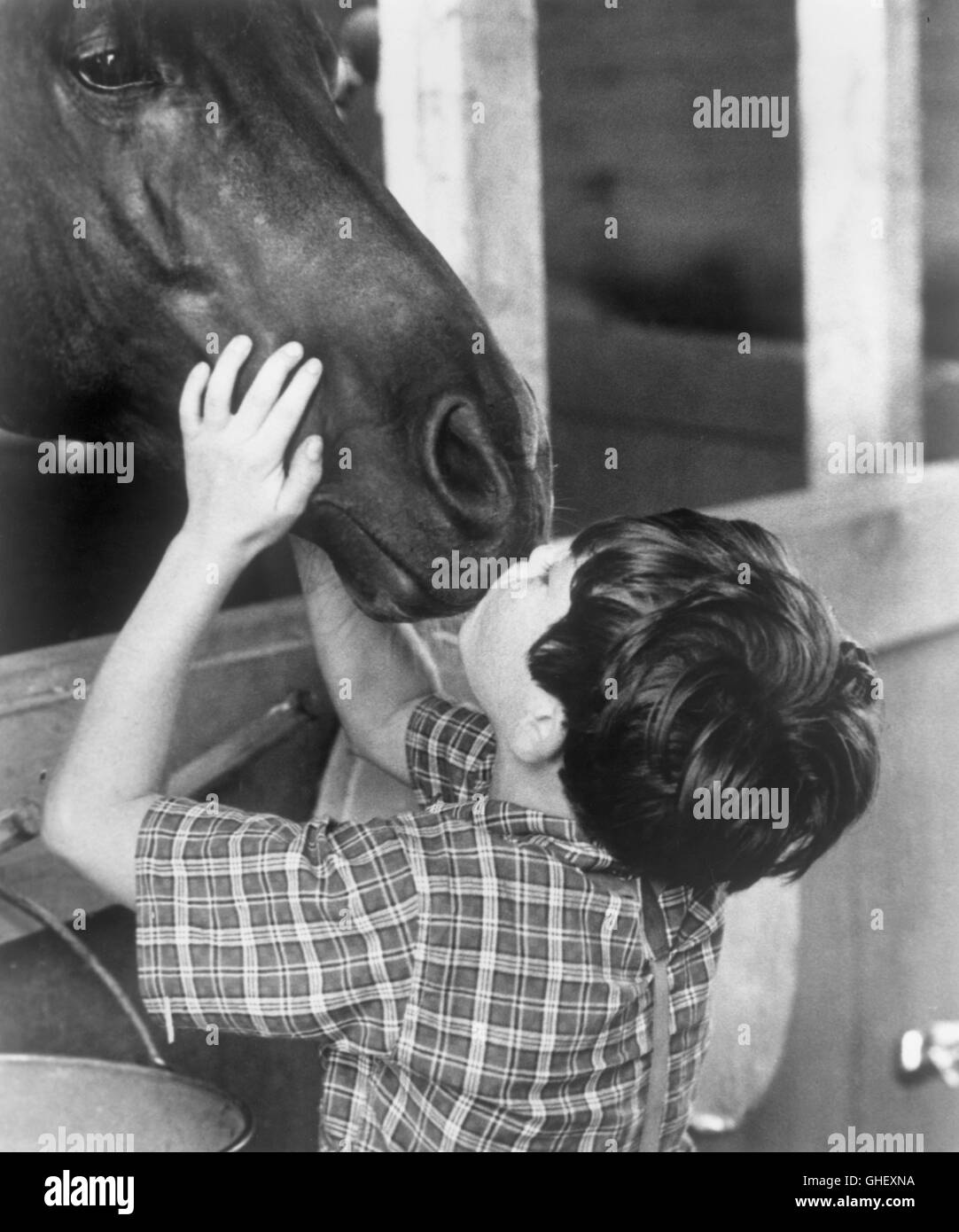 Black Stallion Movie 1979