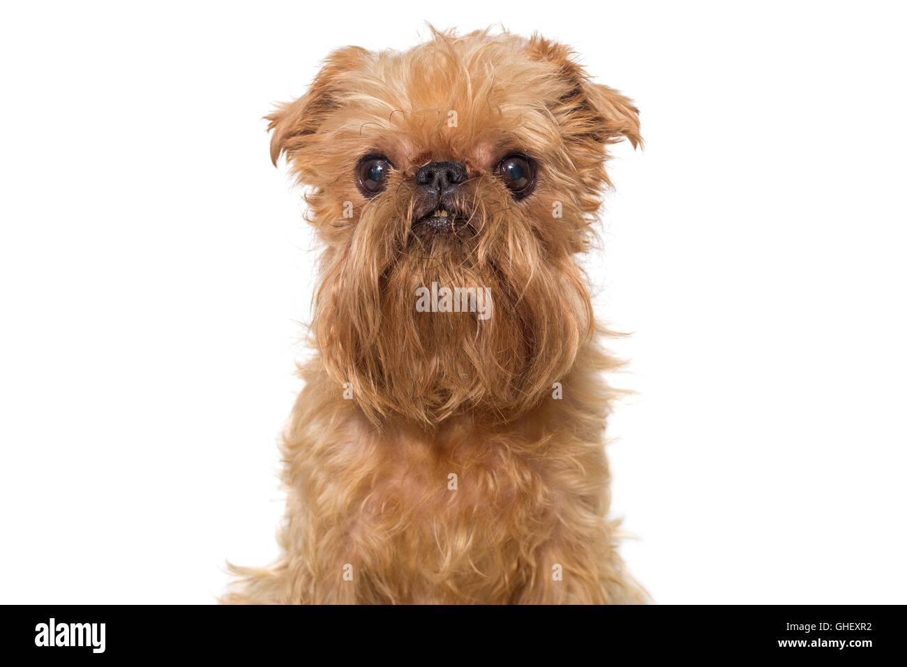 Portrait dog breed Brussels Griffon isolated on white Stock Photo - Alamy