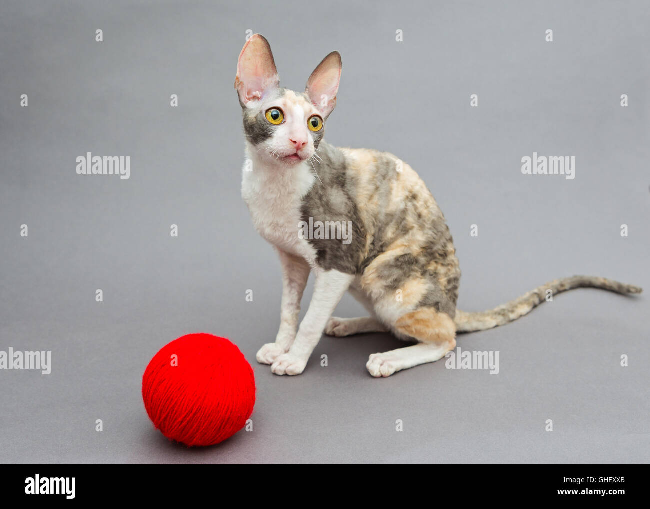Cat breed Cornish Rex and ball of wool on a grey background Stock Photo ...