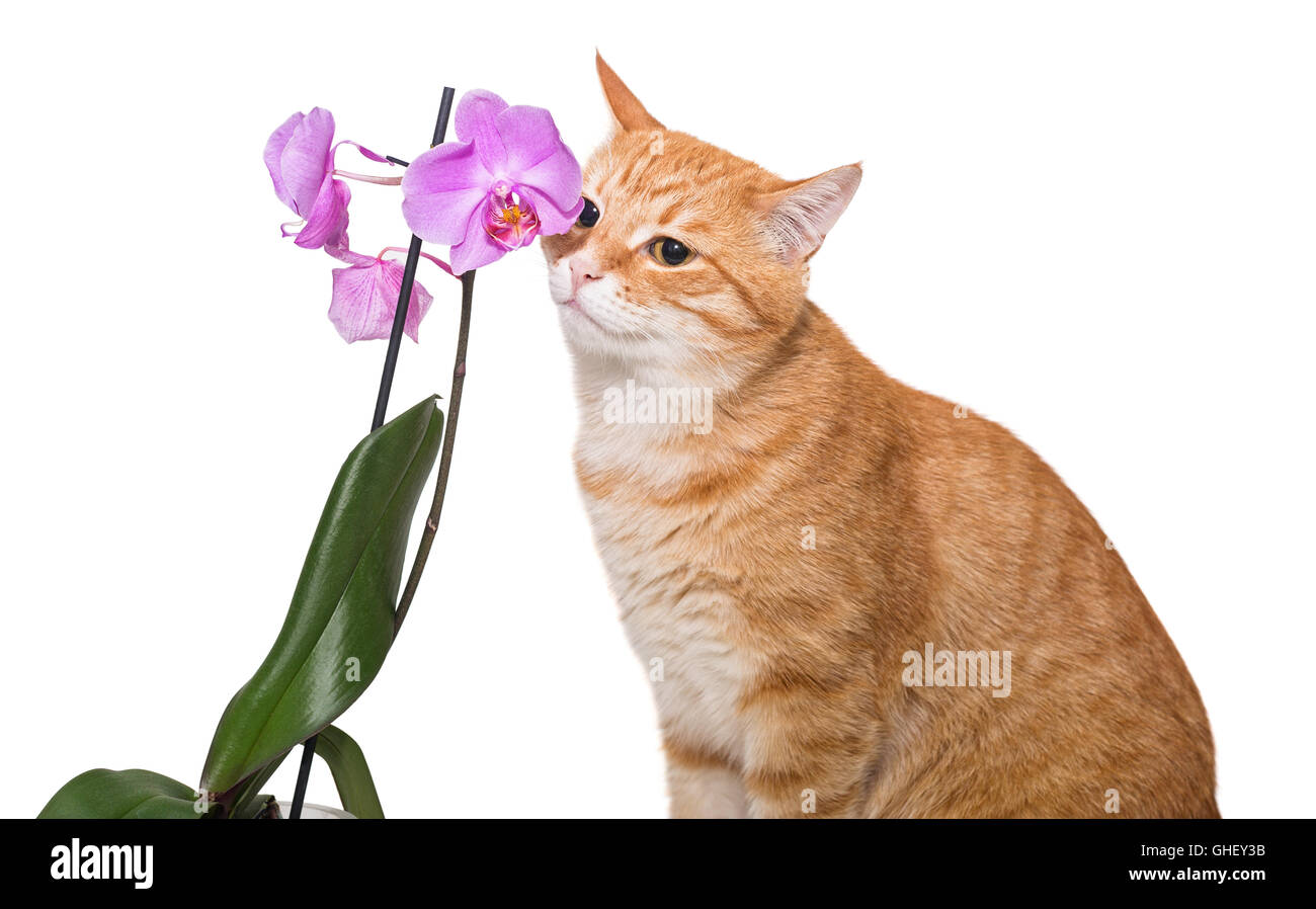 Red cat and an Orchid flower, isolated on white background Stock Photo ...