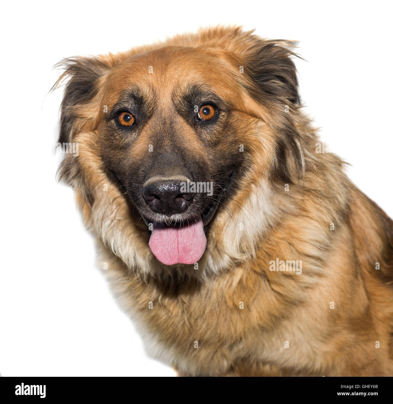 Portrait of a stray dog, isolated on white Stock Photo - Alamy
