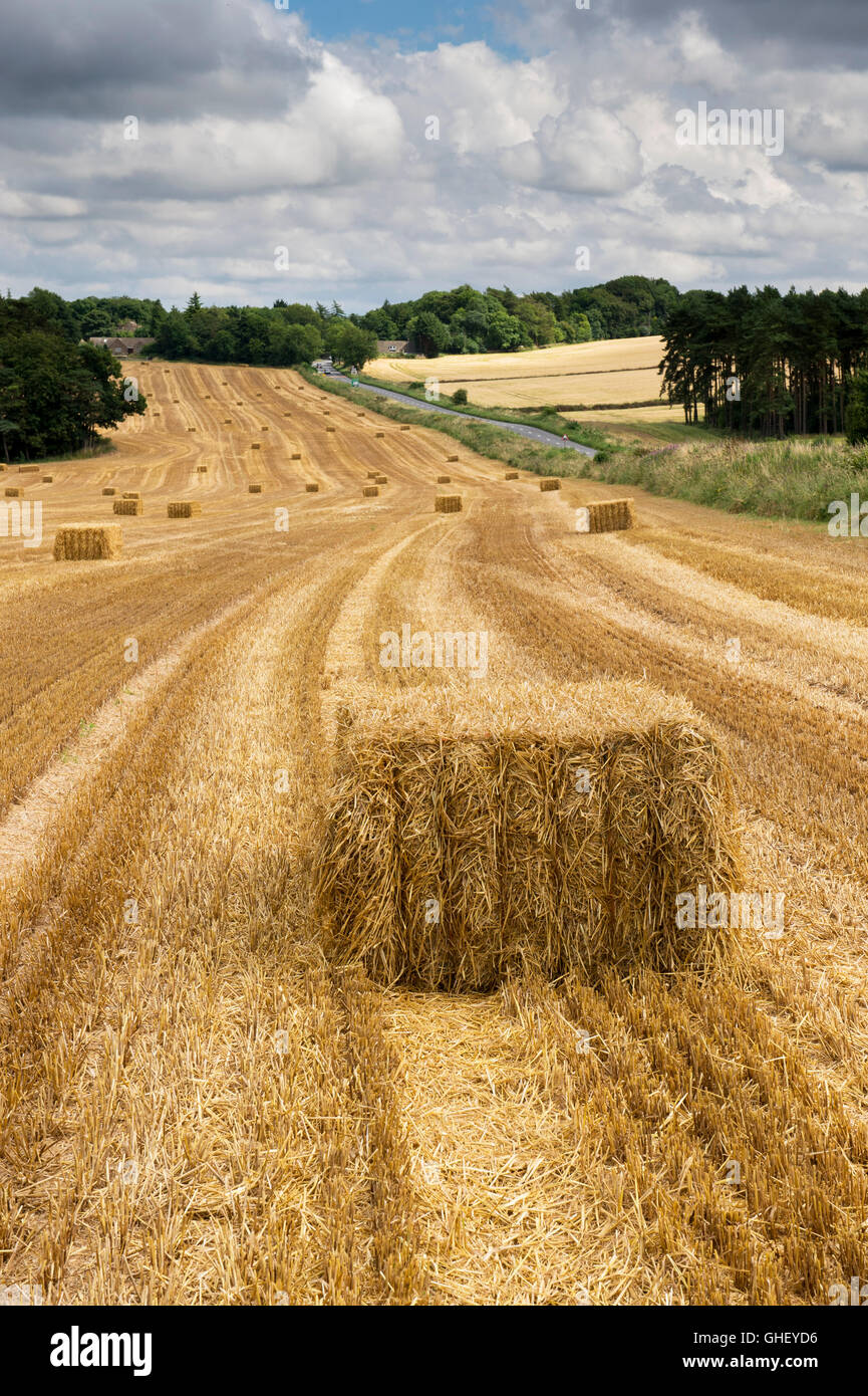 Harvested fields bales straw field hi-res stock photography and images ...