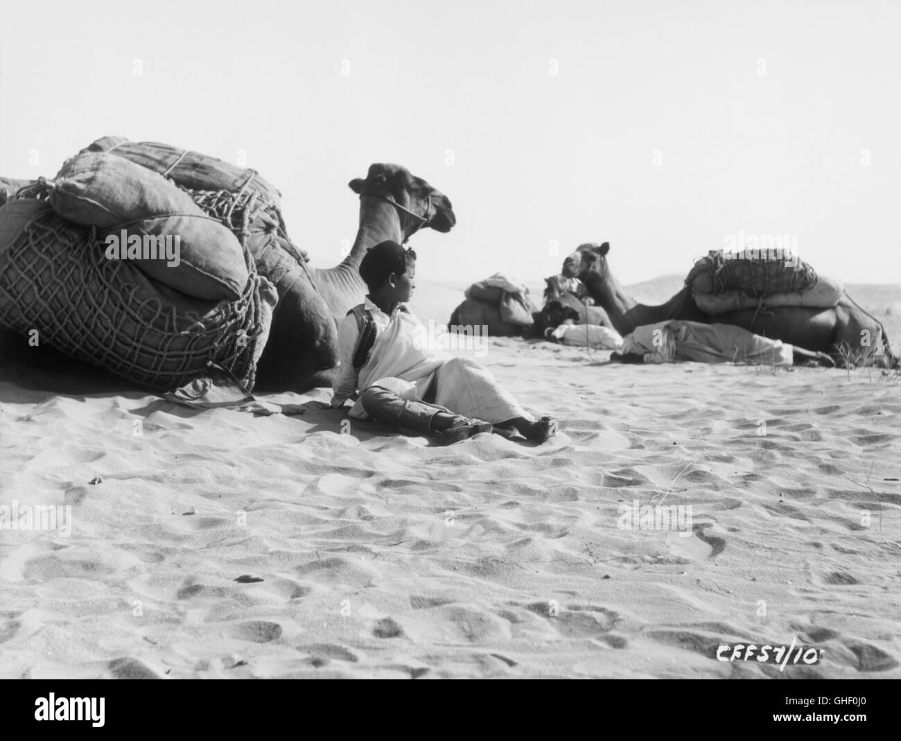 Camel 1 Black and White Stock Photos & Images - Alamy