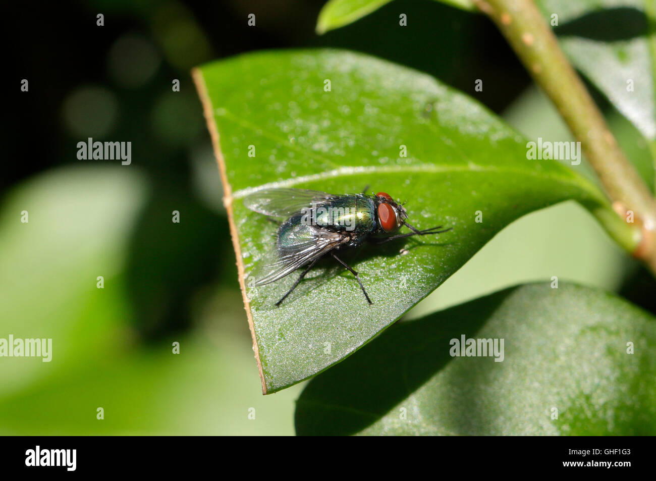 Greenbottle insect basking on a leaf, Lucilia Caesar Stock Photo - Alamy