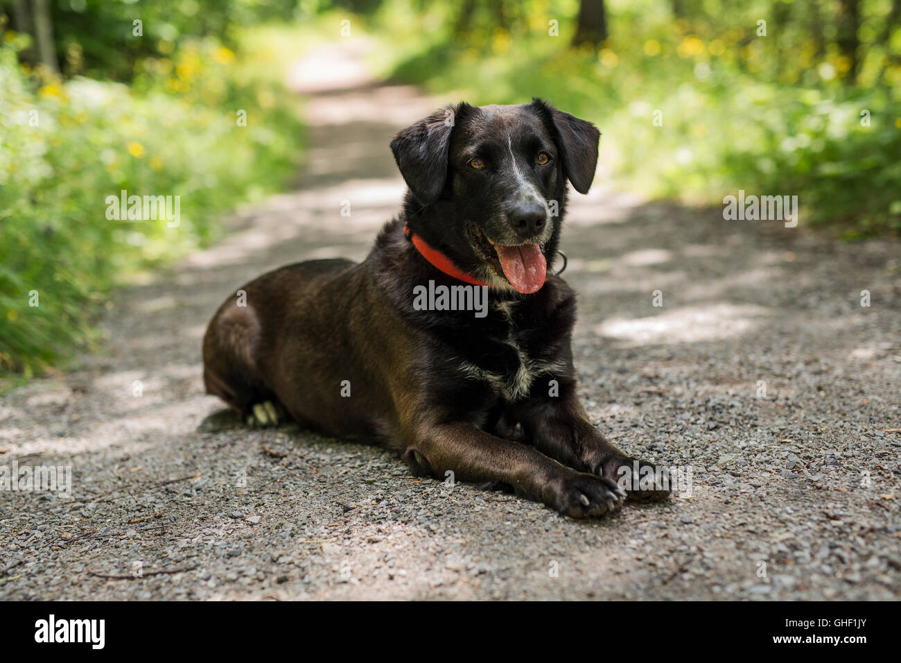 Black Labrador in the Forest Stock Photo - Alamy