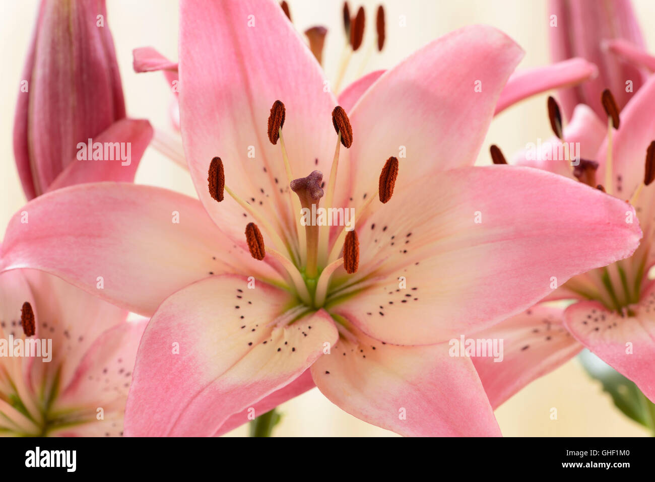 Lilium 'Rosella's Dream' Asiatic lily June Stock Photo - Alamy