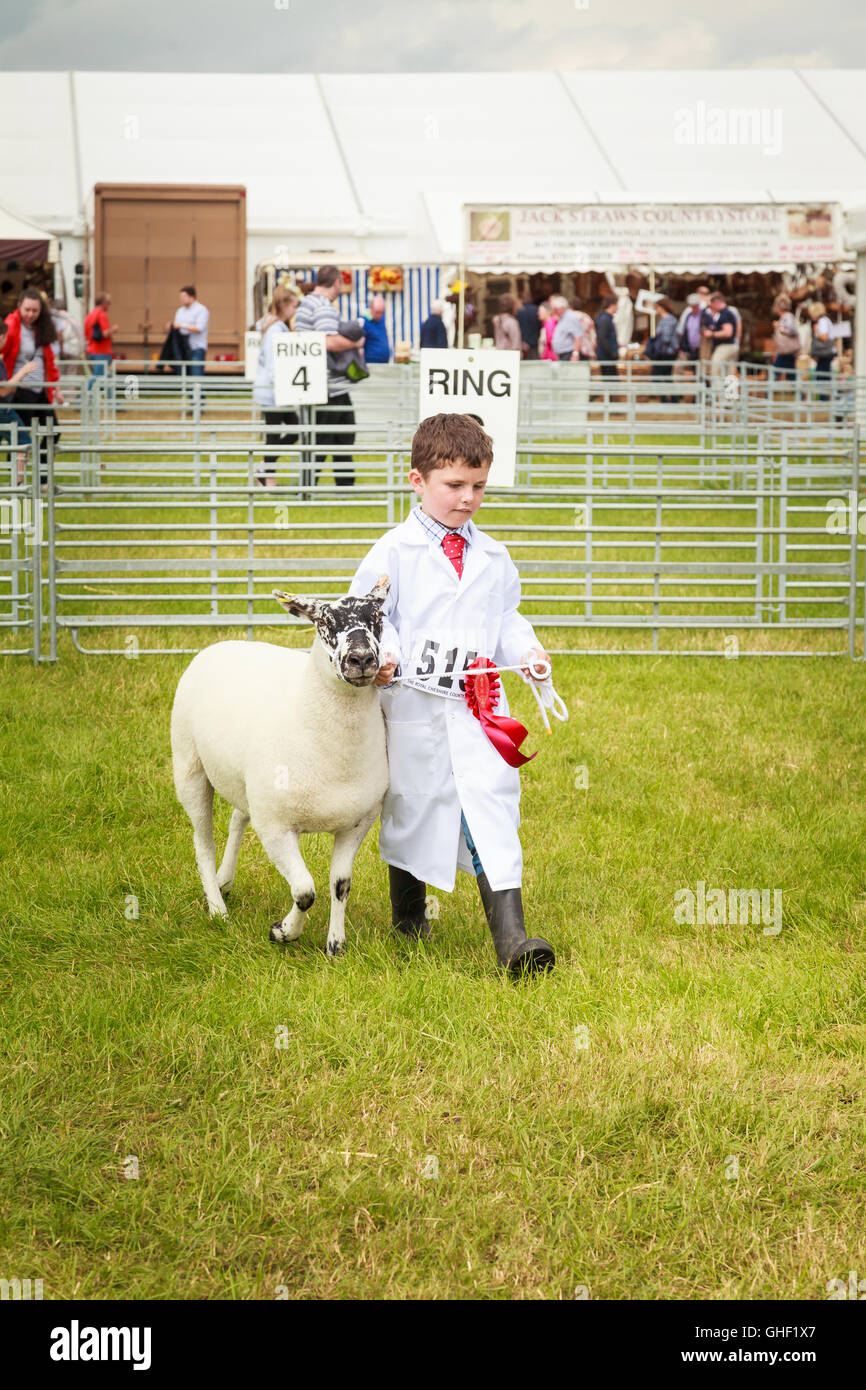 A young boy wins first prize with his sheep at Cheshire county show UK ...