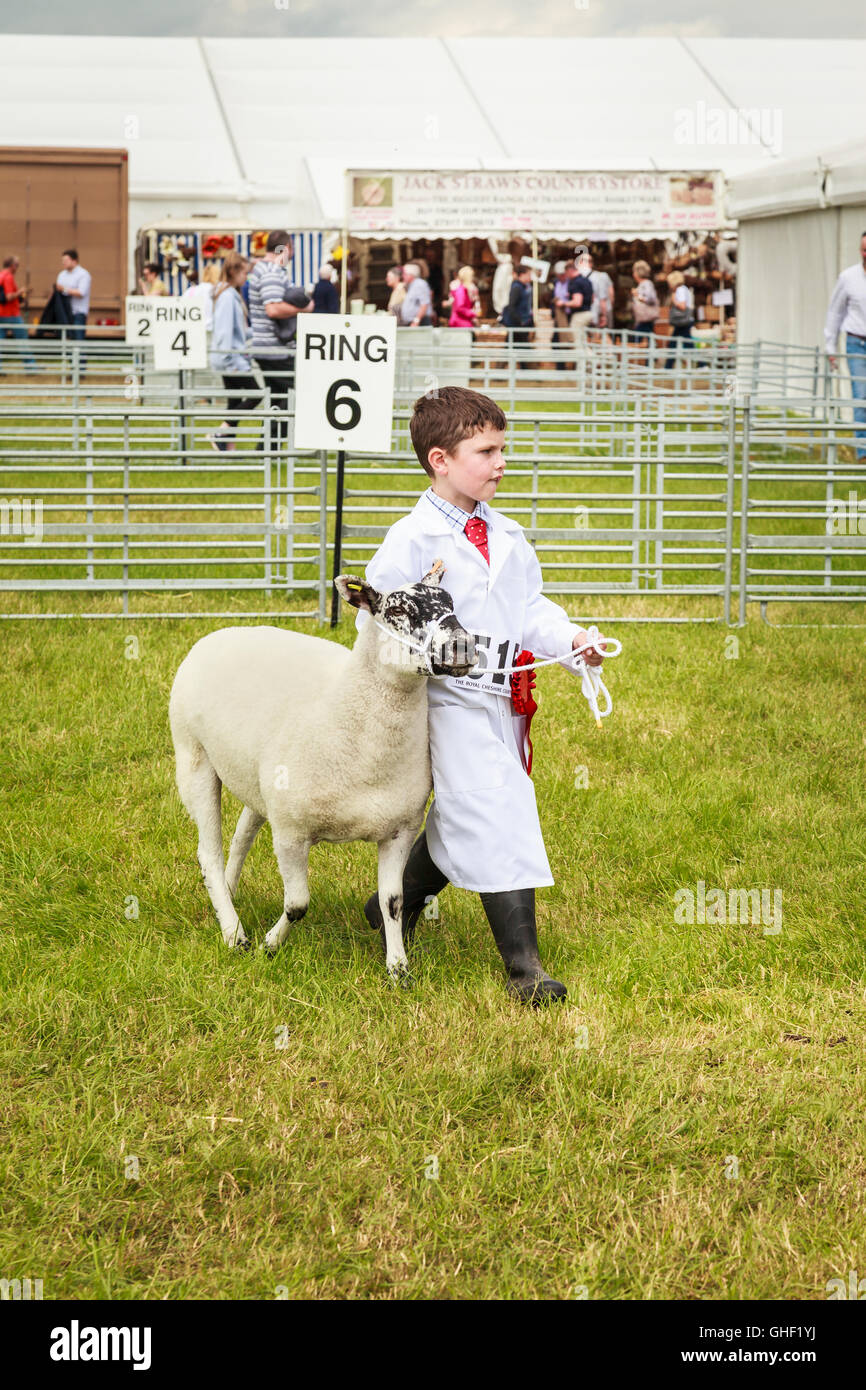 A young boy wins first prize with his sheep at Cheshire county show UK ...
