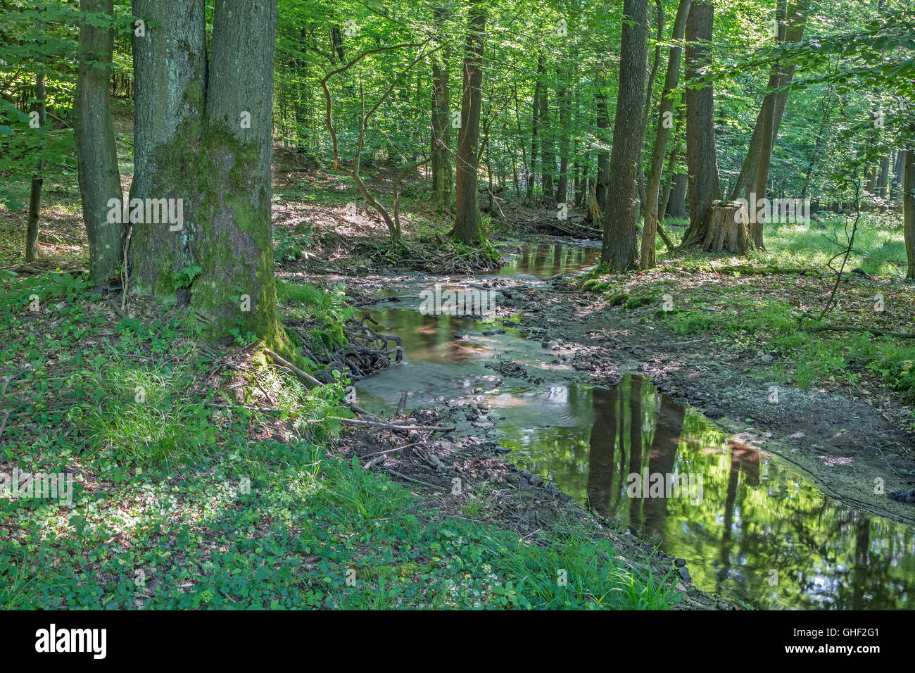 Creek in forest of Little Carpathian - Slovakia Stock Photo - Alamy