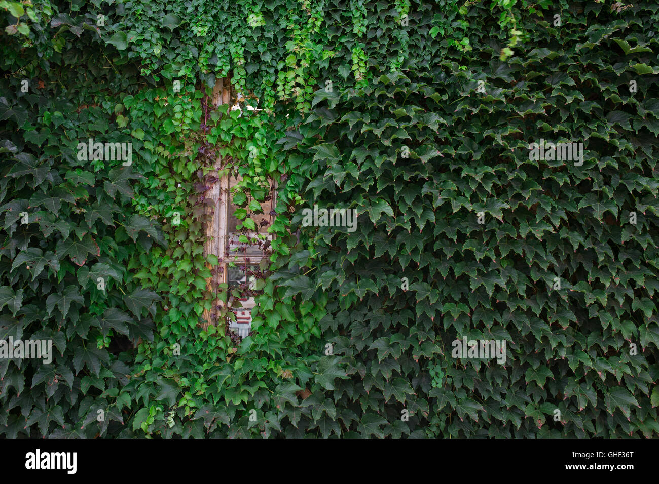 Climbing plant growing into window hi-res stock photography and images ...