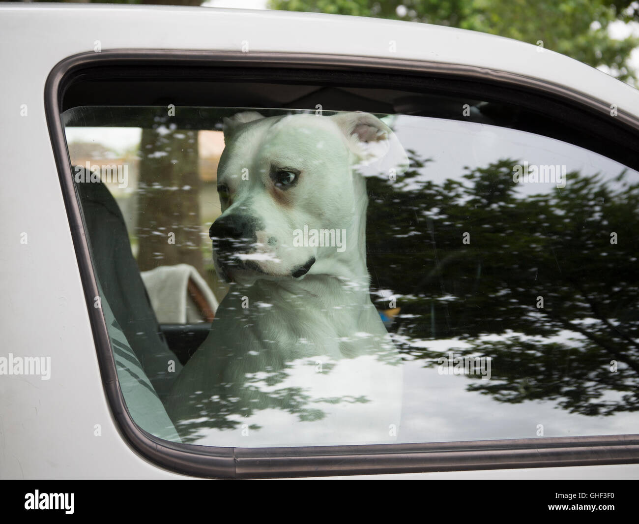 Can Dogs Be Left In Car With Windows Down