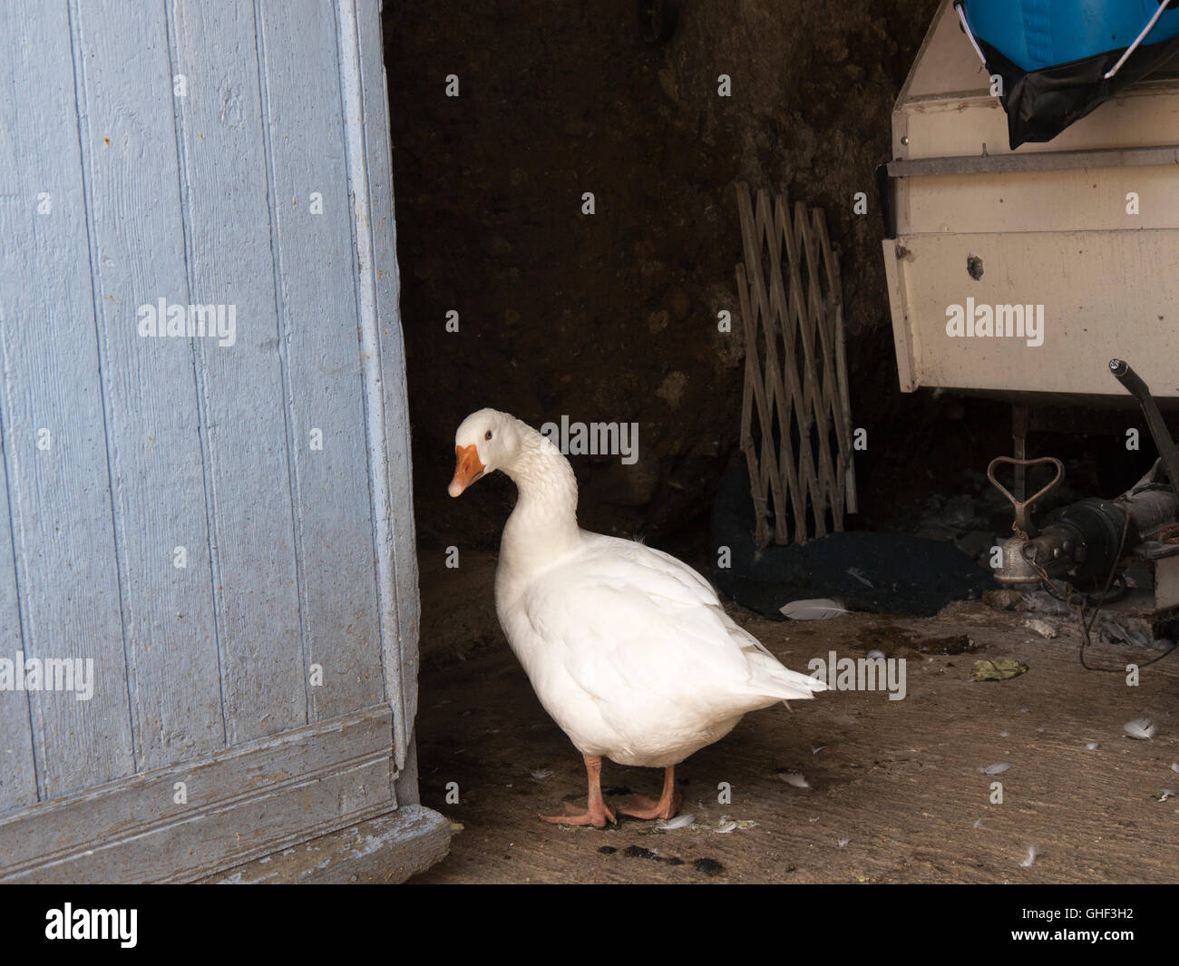 A guardian watchdog goose in a scrap yard Stock Photo - Alamy