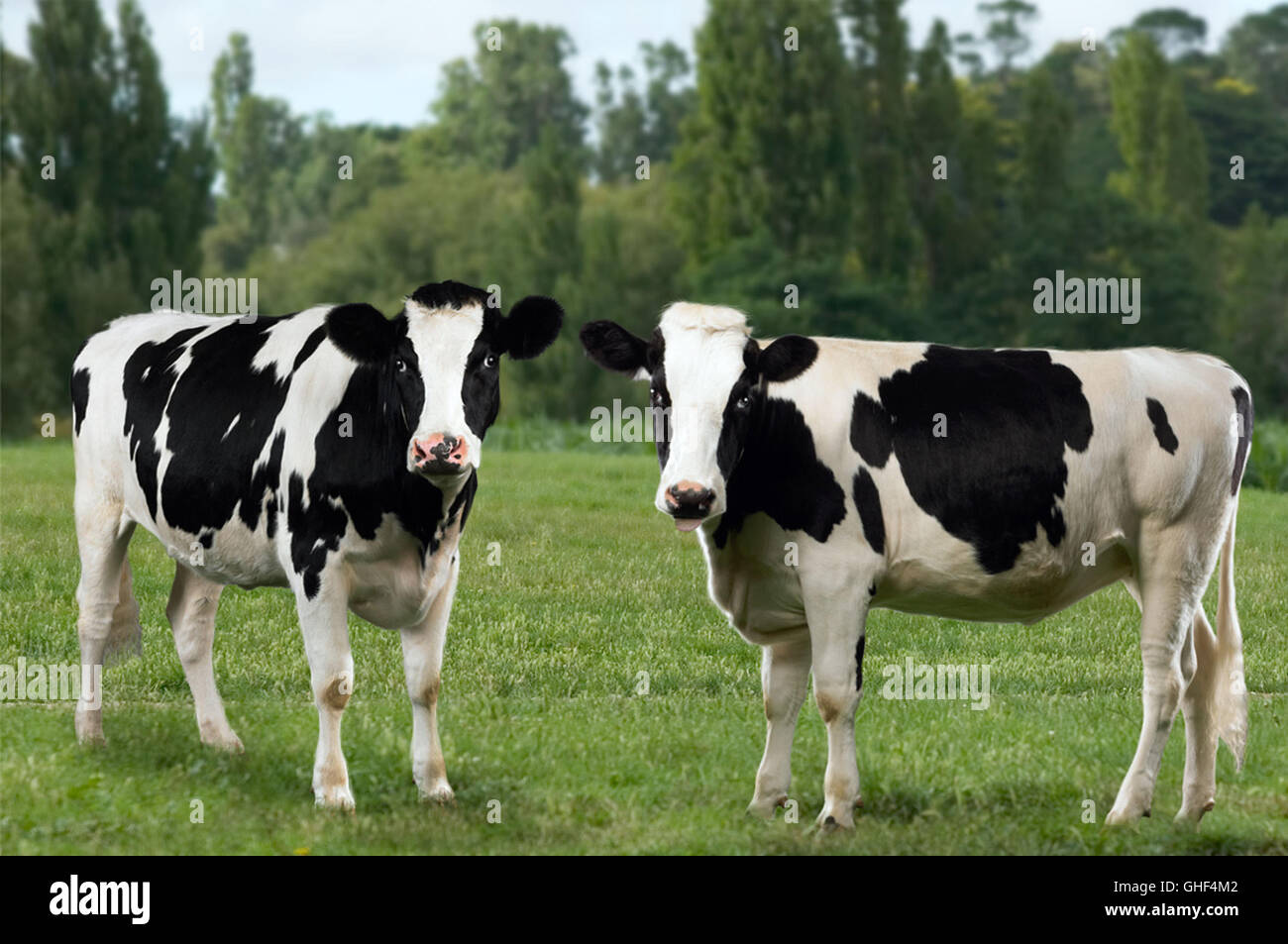 SCHWEINCHEN WILBUR UND SEINE FREUNDE Charlottes Web USA 2006 Gary ...