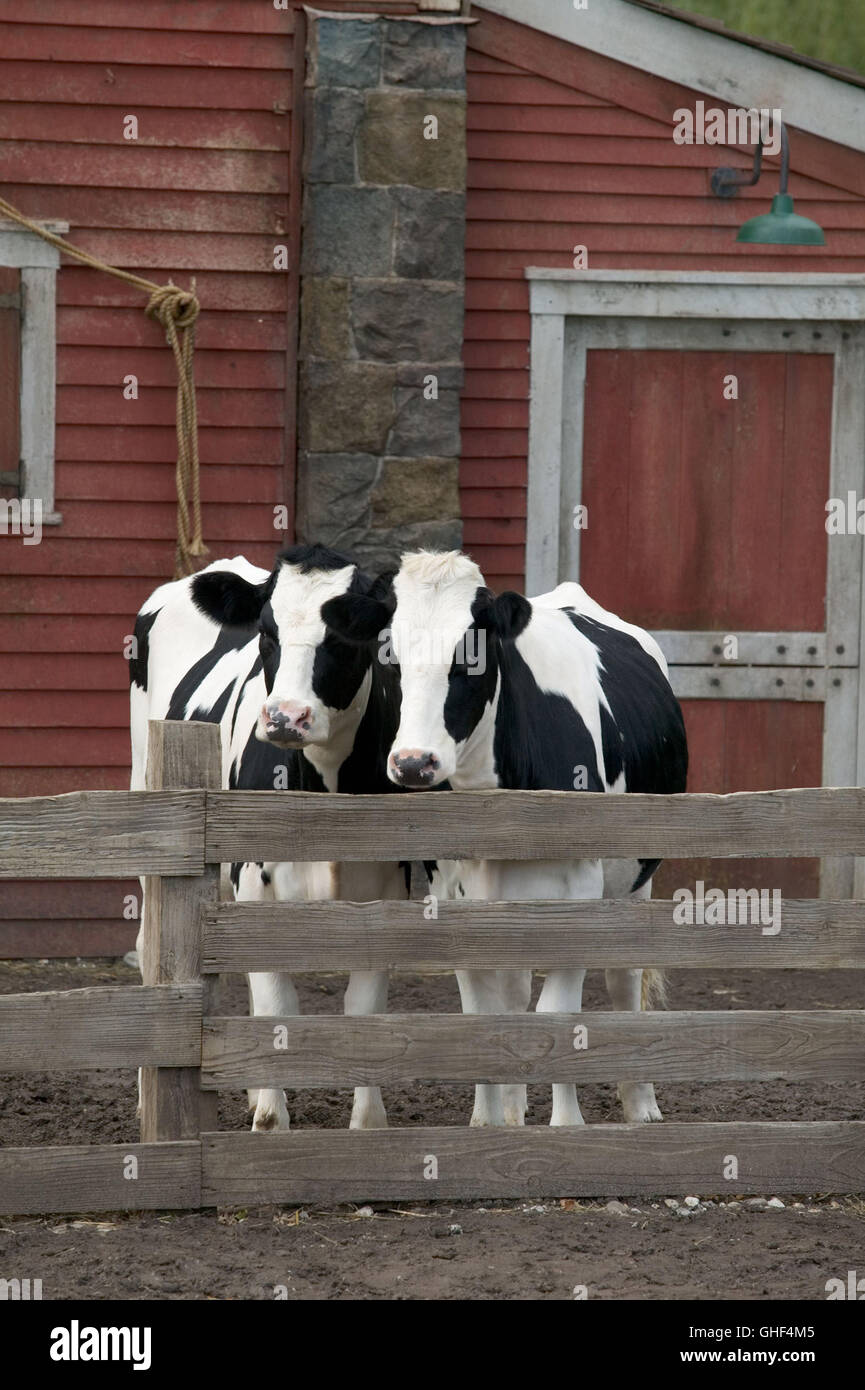 SCHWEINCHEN WILBUR UND SEINE FREUNDE Charlottes Web USA 2006 Gary ...