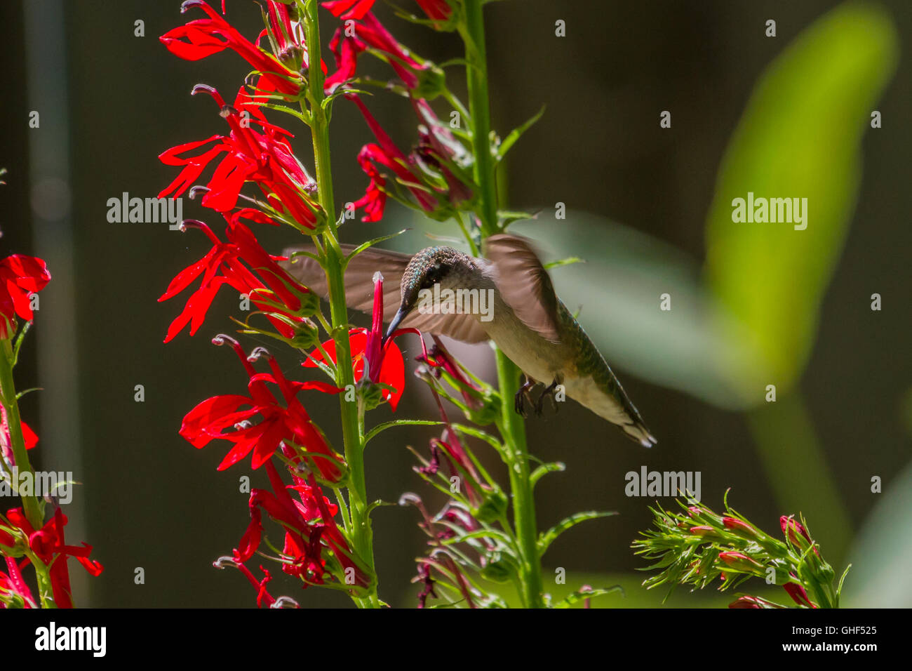 Cardinal flower bird hi-res stock photography and images - Alamy