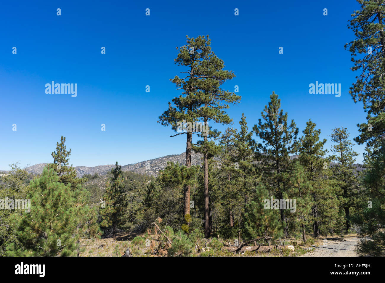 Tall green pine trees stand above a southern California mountain valley ...