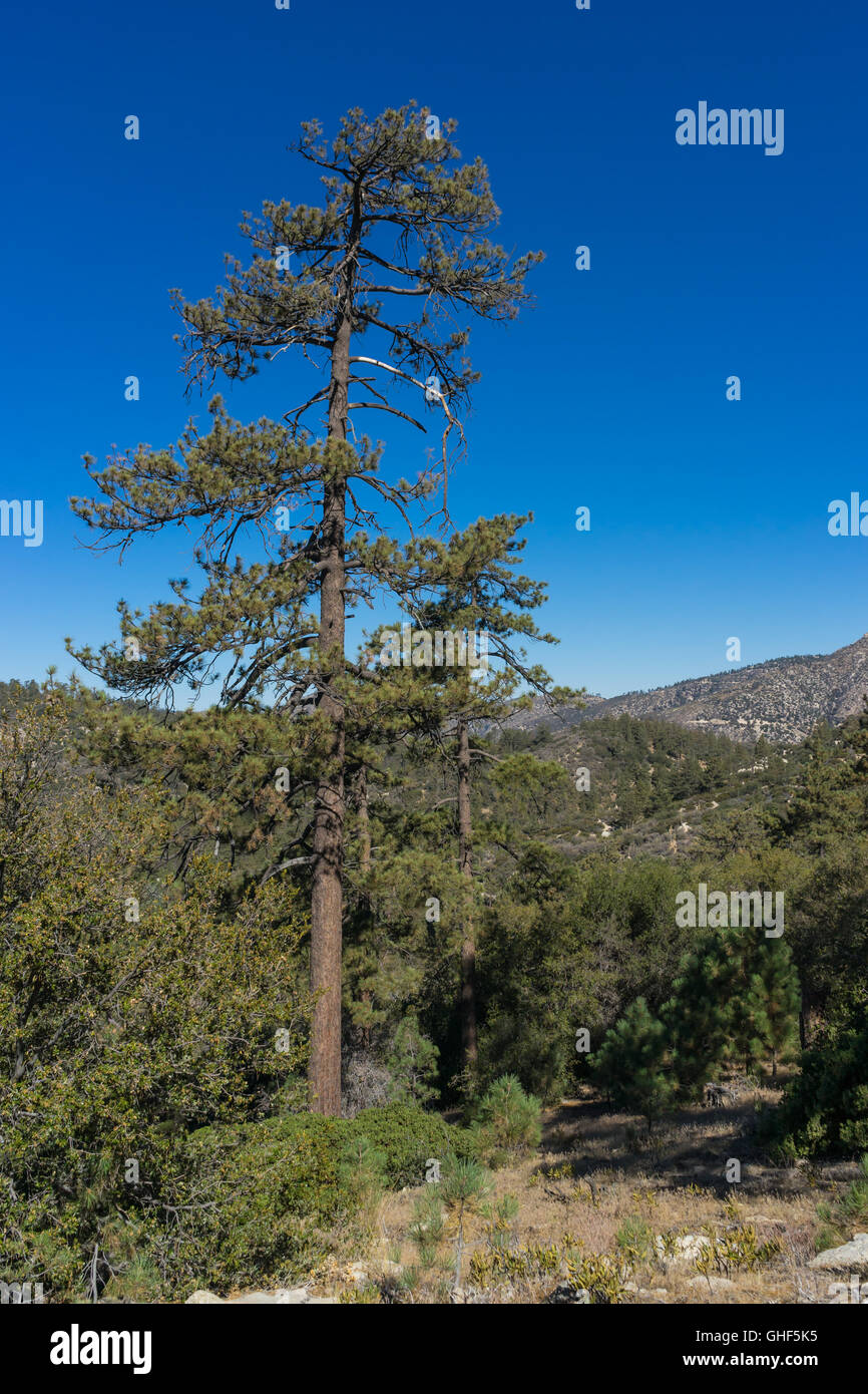 Pine tree stands tall above woods of Angeles National Forest Stock ...