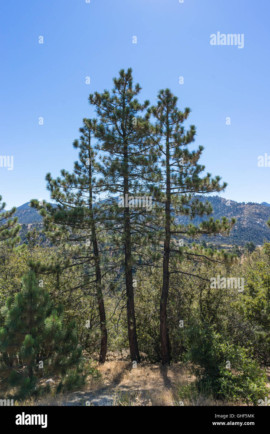 Stand Of Pine Trees Stock Photos & Stand Of Pine Trees Stock Images - Alamy