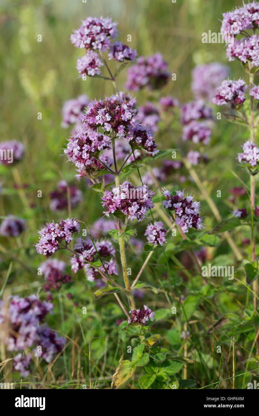 Flora of the jurassic hi-res stock photography and images - Alamy