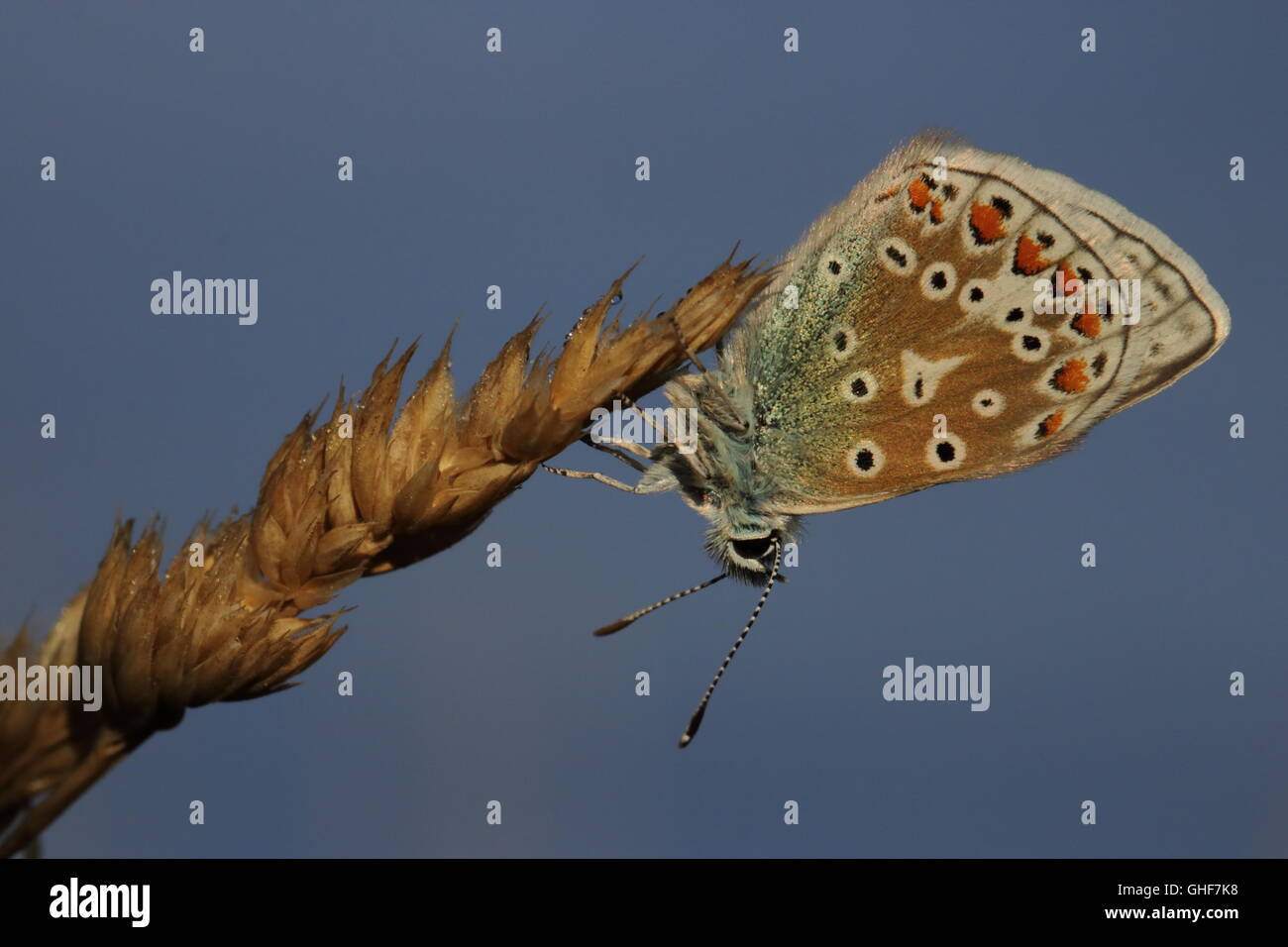 Male Common Blue Butterfly Stock Photo - Alamy