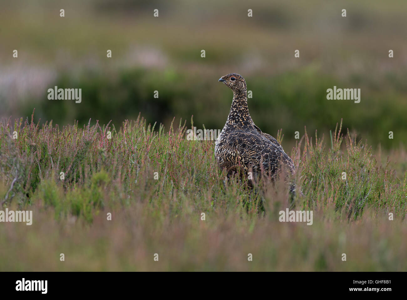 Red Grouse Female Uk High Resolution Stock Photography and Images - Alamy
