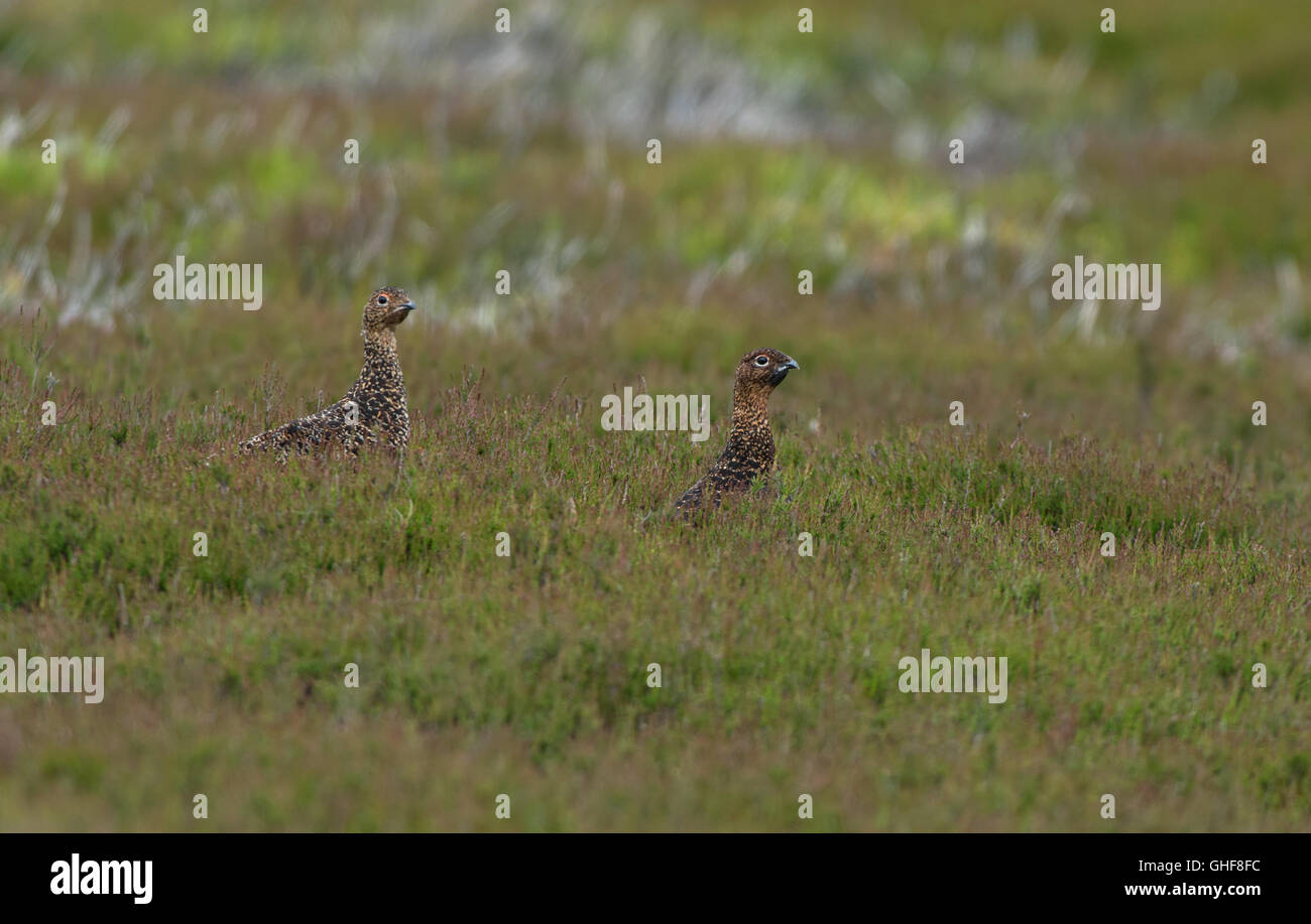 Male and female Red Grouse - Lagopus lagopus scotica Stock Photo - Alamy