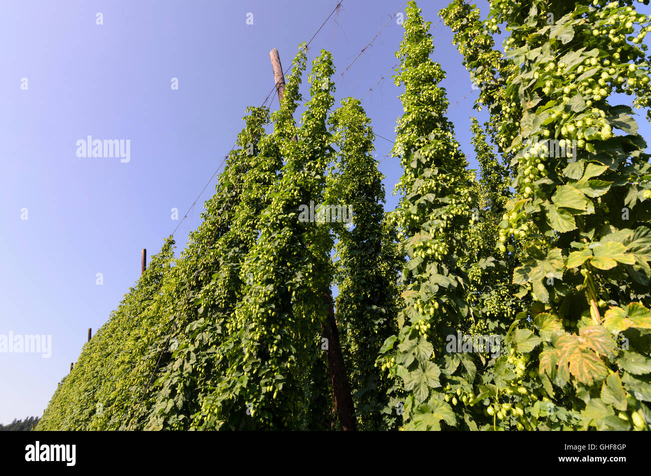Hop cultivation hi-res stock photography and images - Alamy