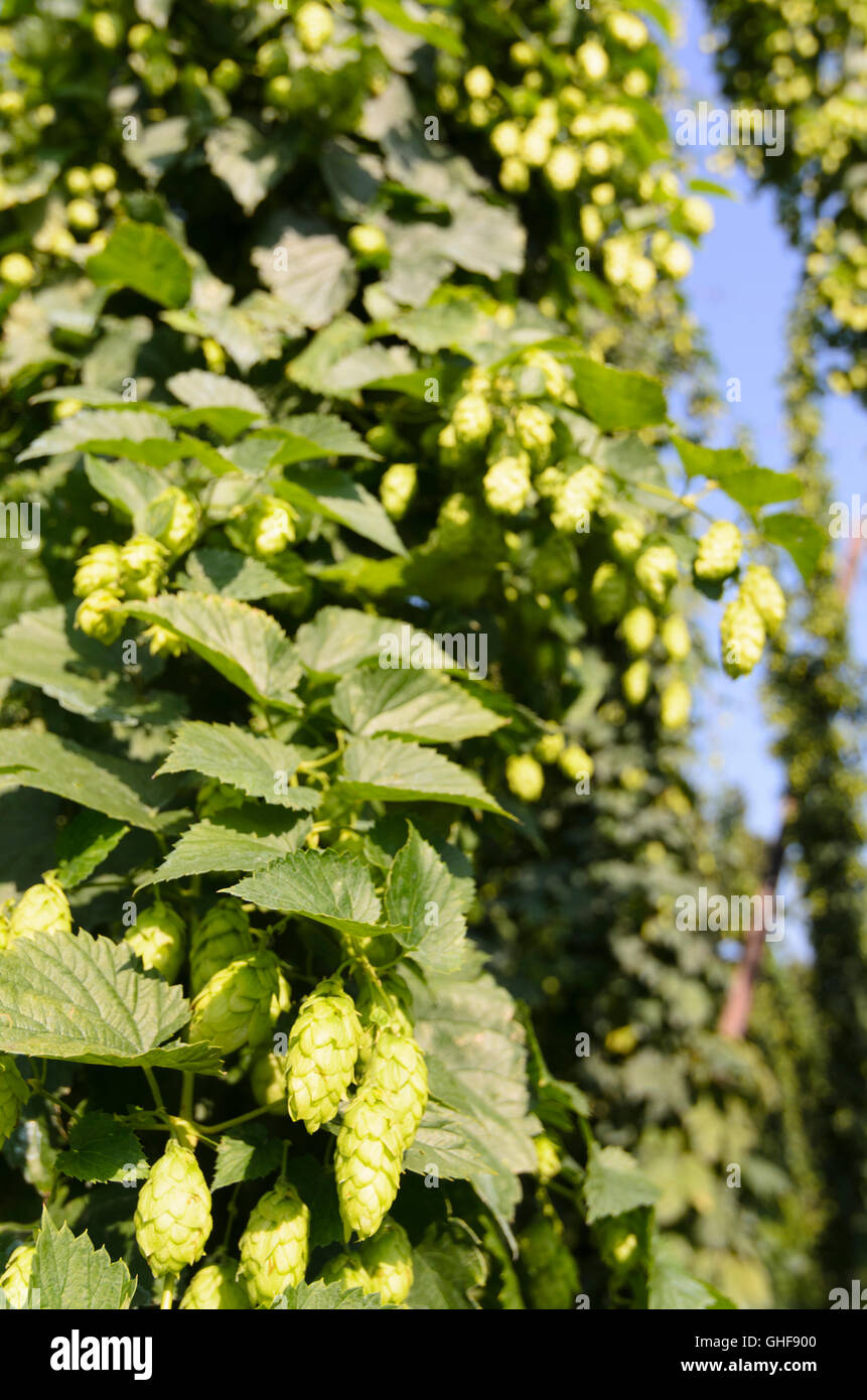 Hop cultivation hi-res stock photography and images - Alamy