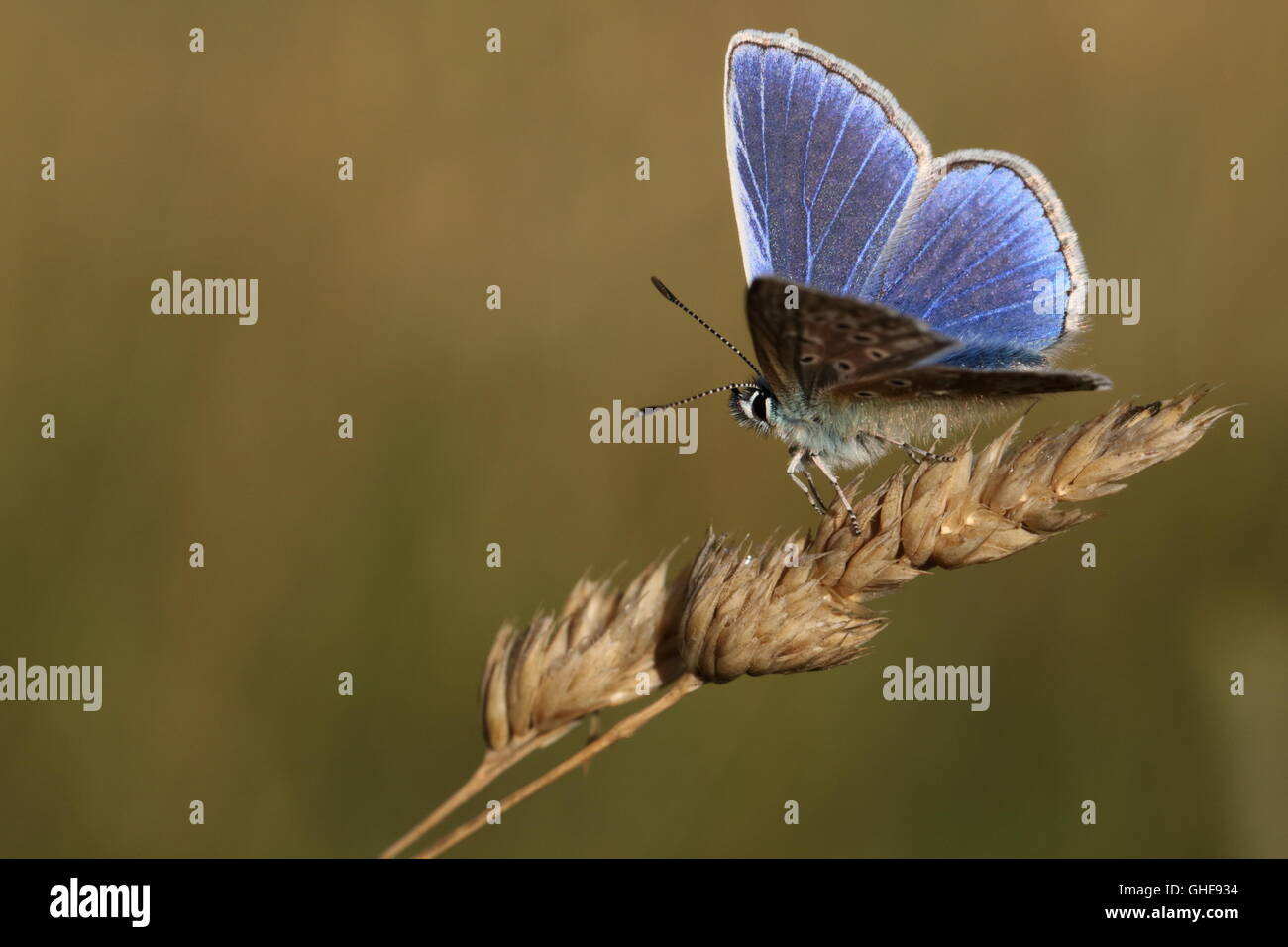 Male Common Blue Butterfly Stock Photo - Alamy
