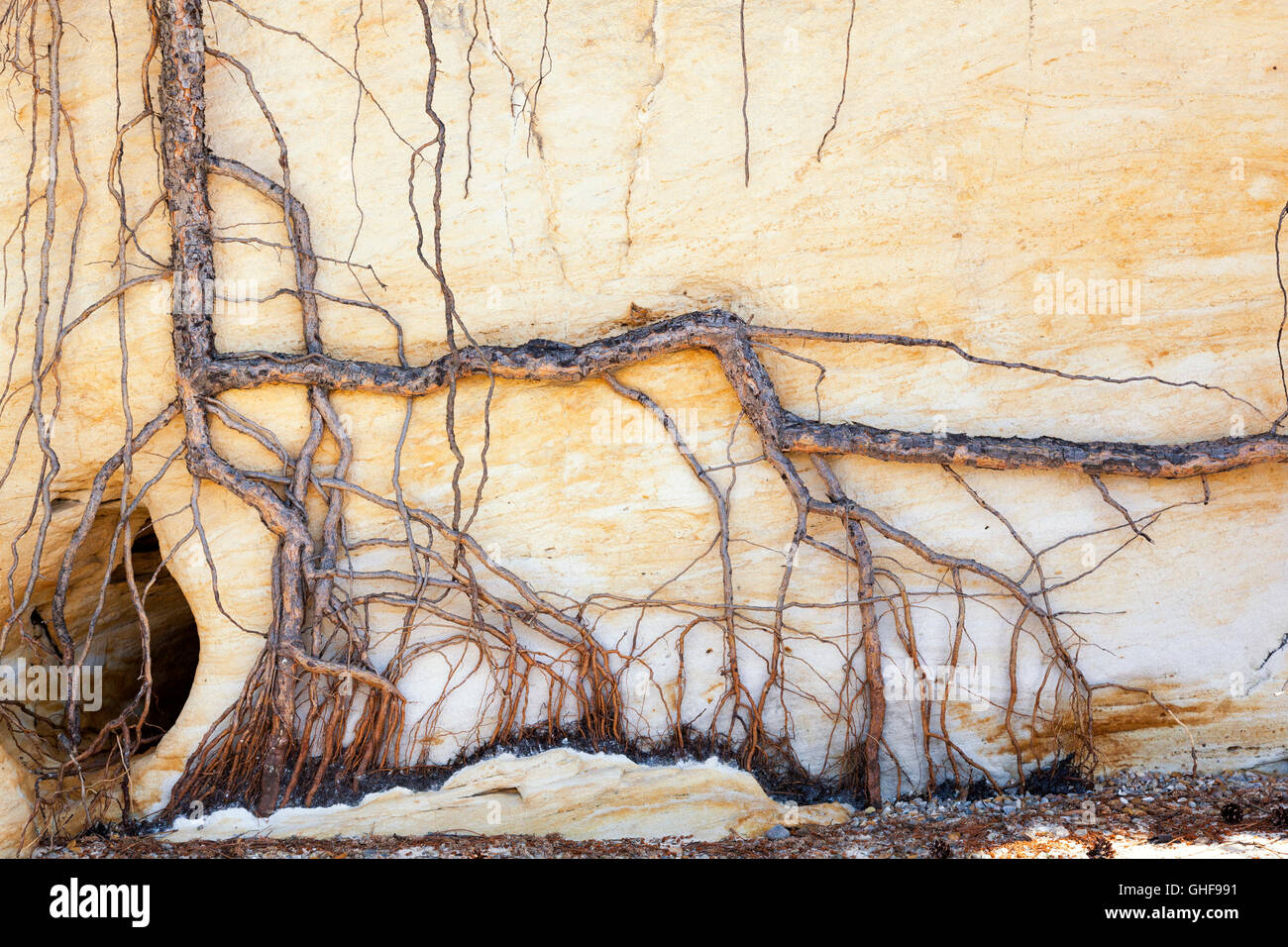 Exposed trees roots Stock Photo - Alamy