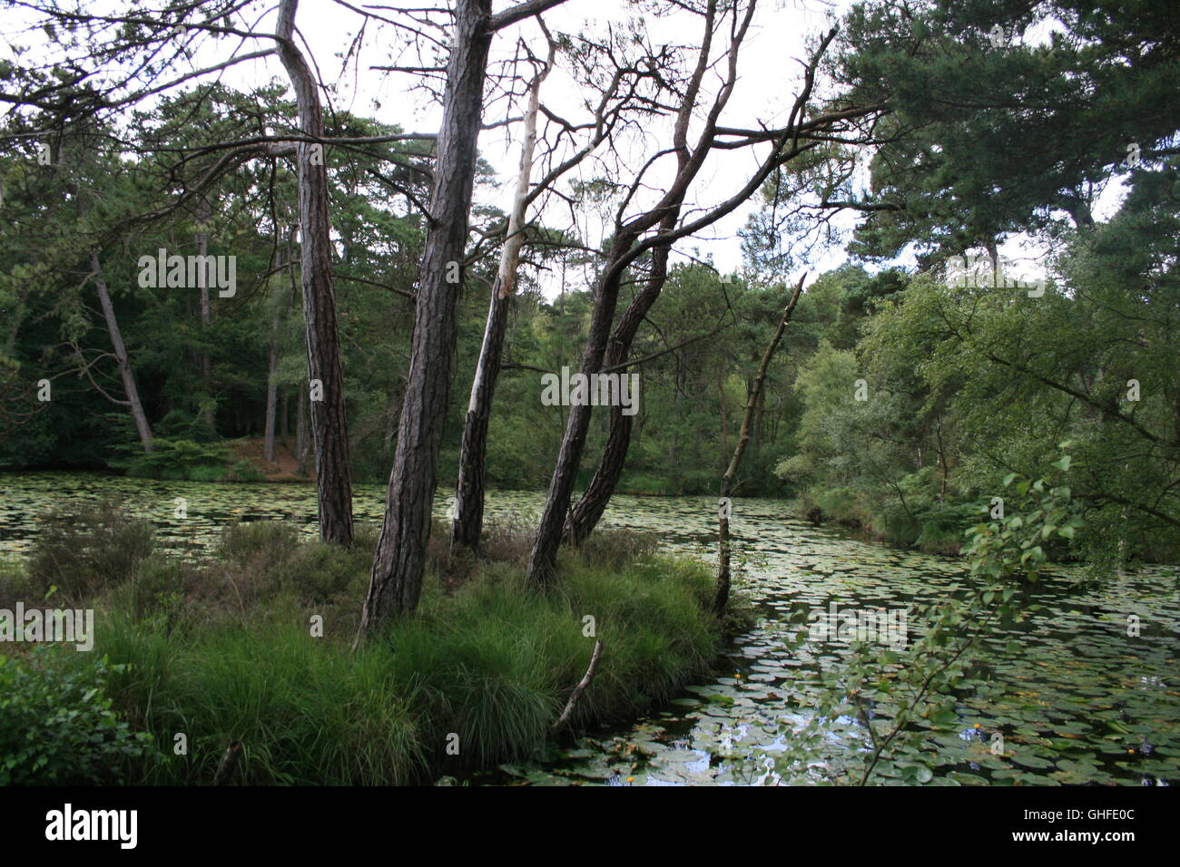 lake with lily pads and trees, trees, nature, lily pads Stock Photo - Alamy