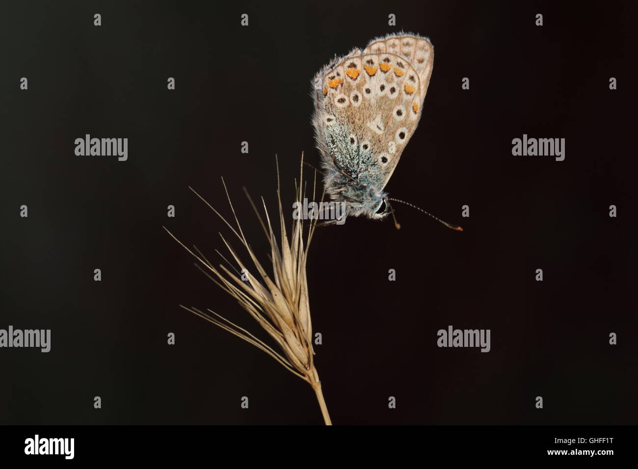 Male Common Blue Butterfly Stock Photo - Alamy