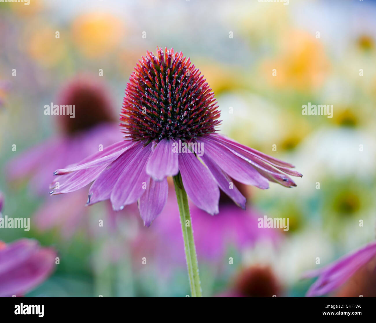 Shiny cone flower hi-res stock photography and images - Alamy