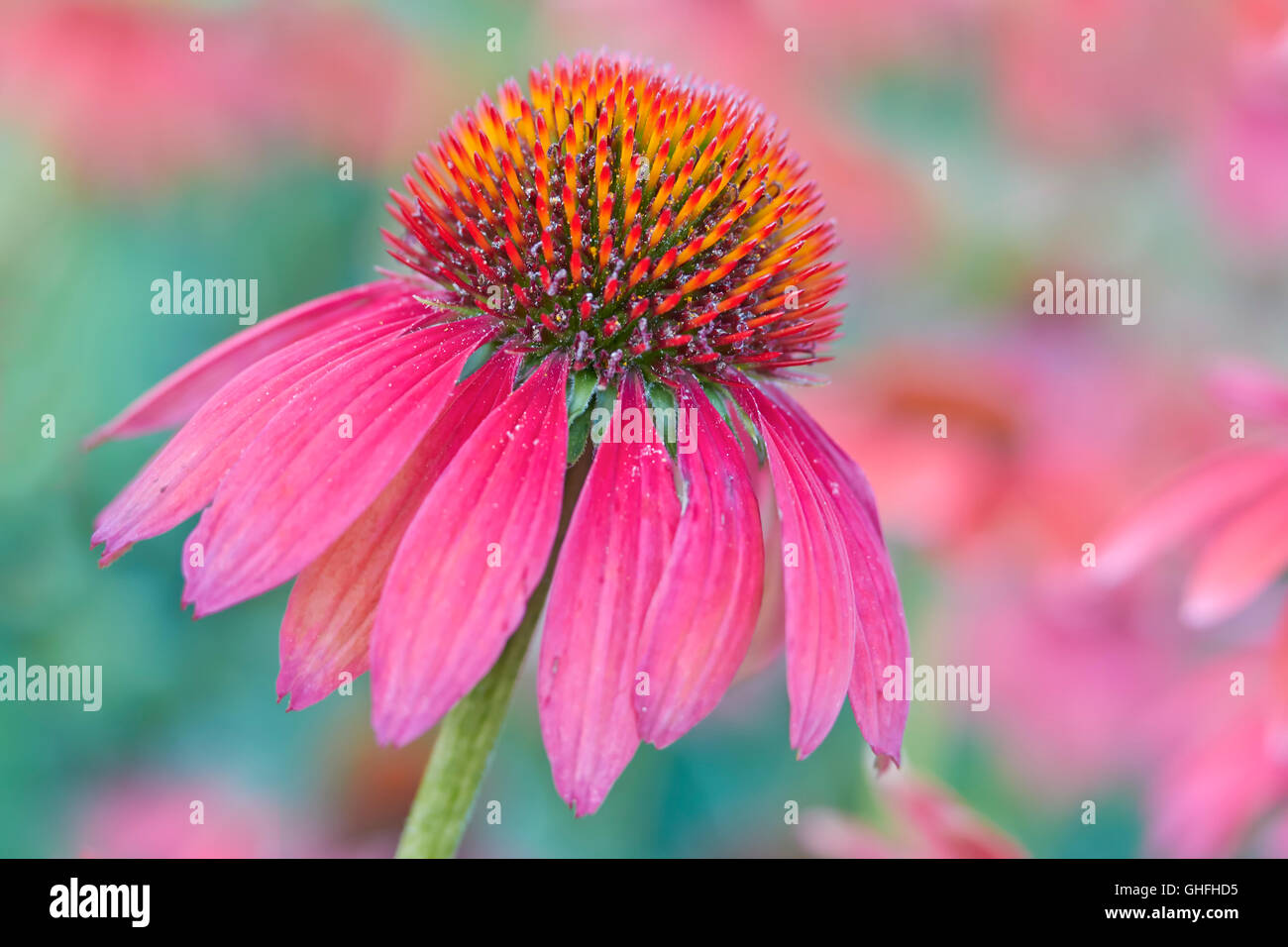 Close up of coneflower flowers or echinacea in the garden hi-res stock ...