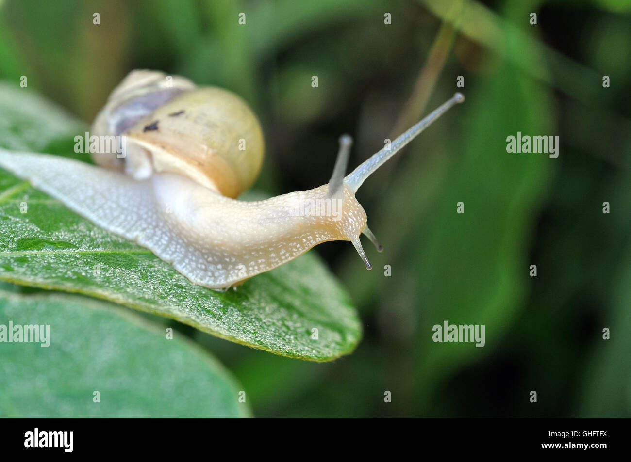 Snail escargot hi-res stock photography and images - Alamy