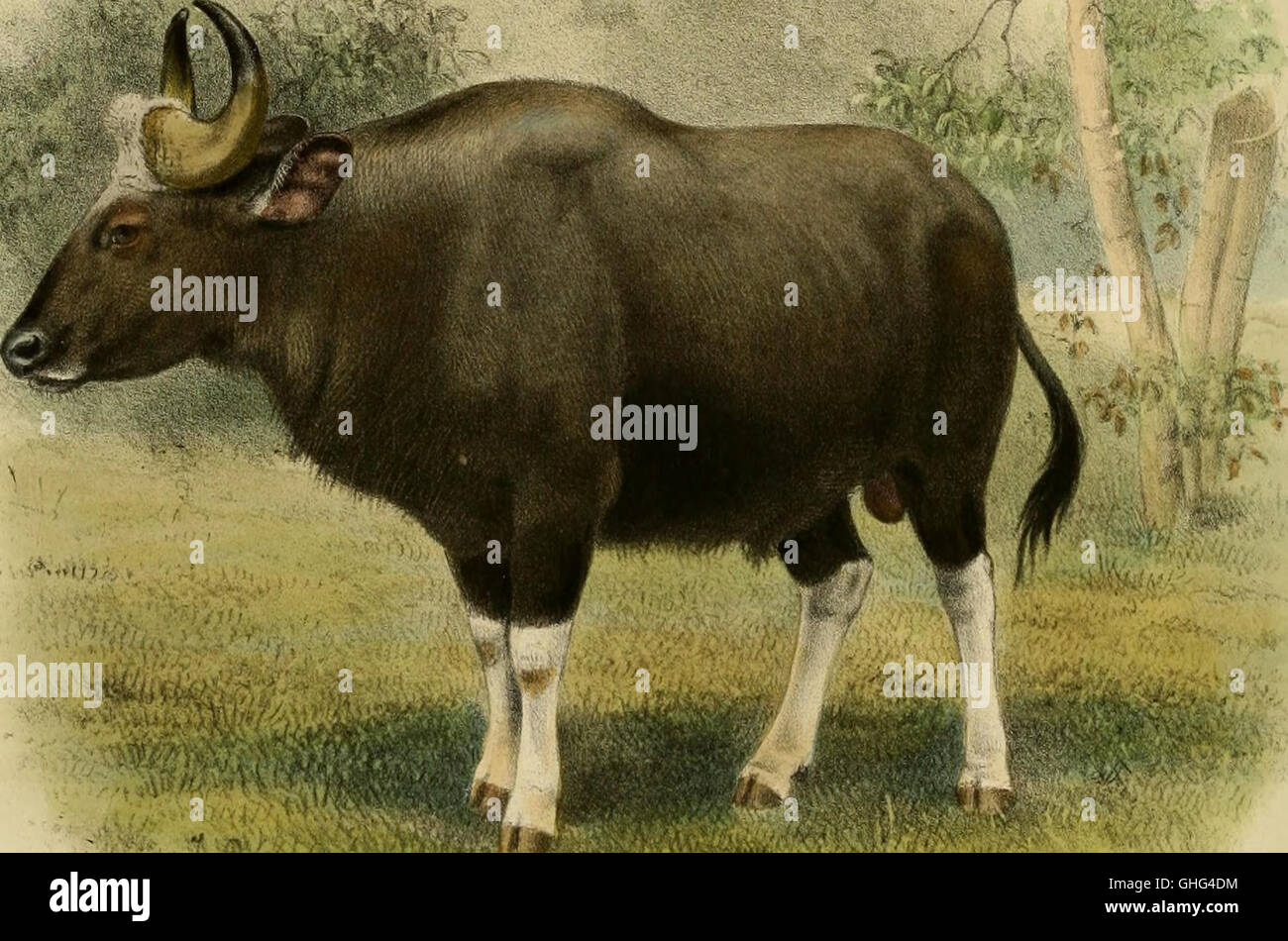 This 1898 work explores the various species of wild oxen, sheep, and ...
