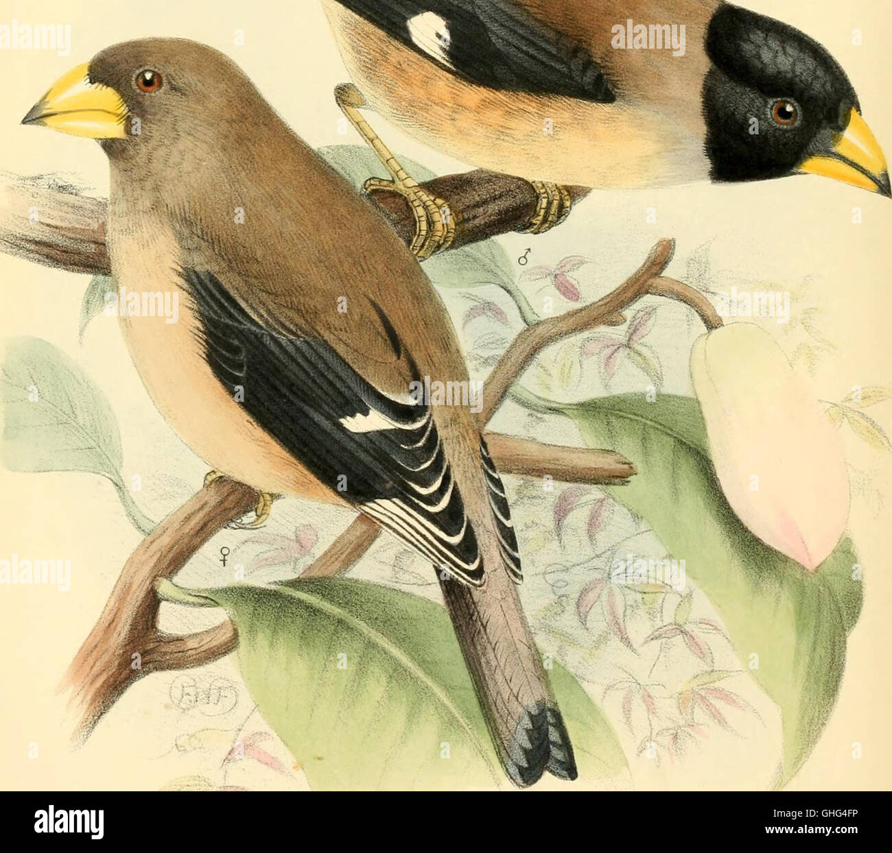 'A Monograph of the Weaver-Birds, Ploceidae, and Arboreal and ...