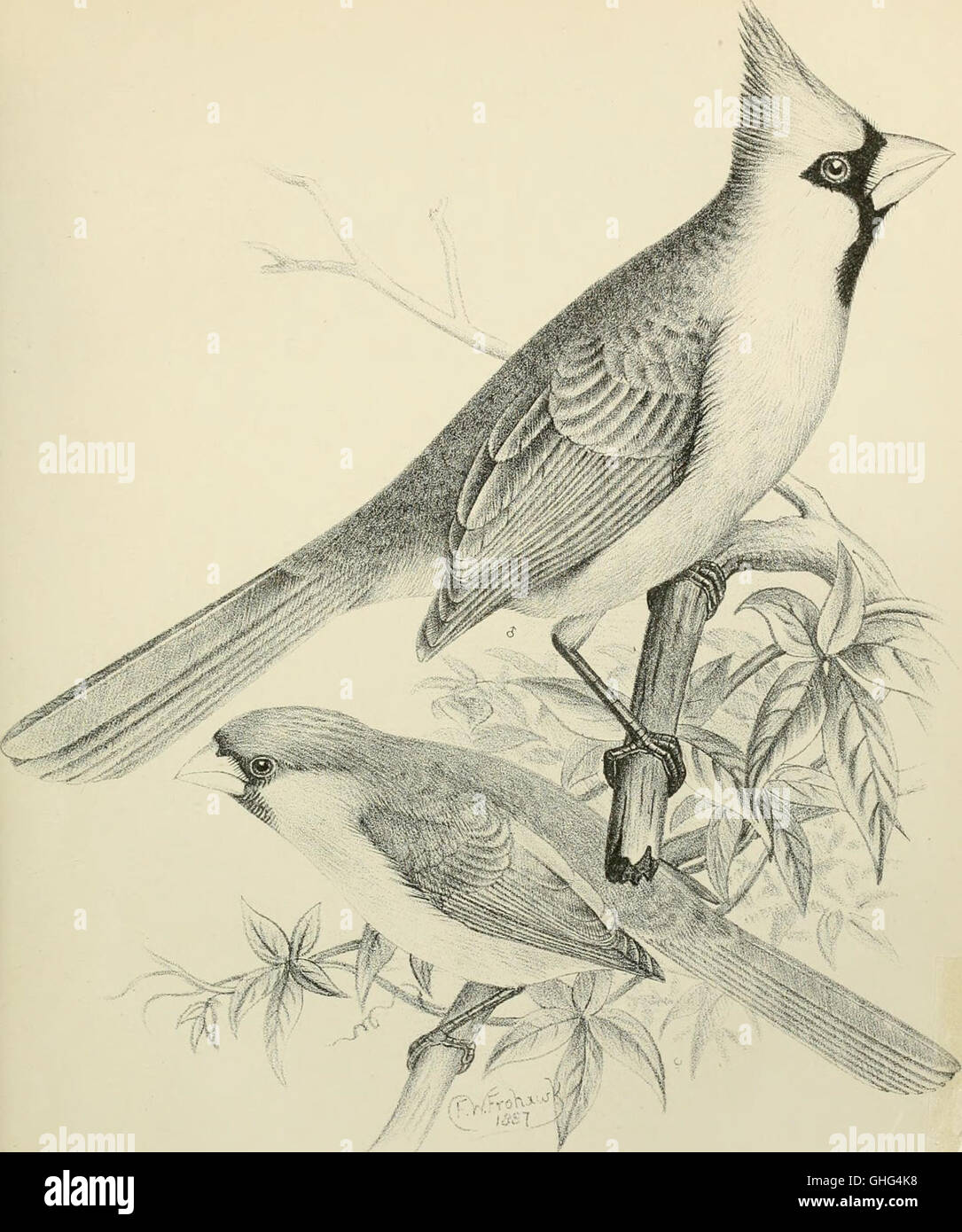 'A Monograph of the Weaver-Birds, Ploceid and Arboreal and Terrestrial ...