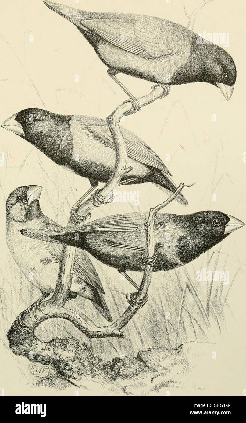 This 1888 monograph details the species of weaver-birds (Ploceidae) and ...